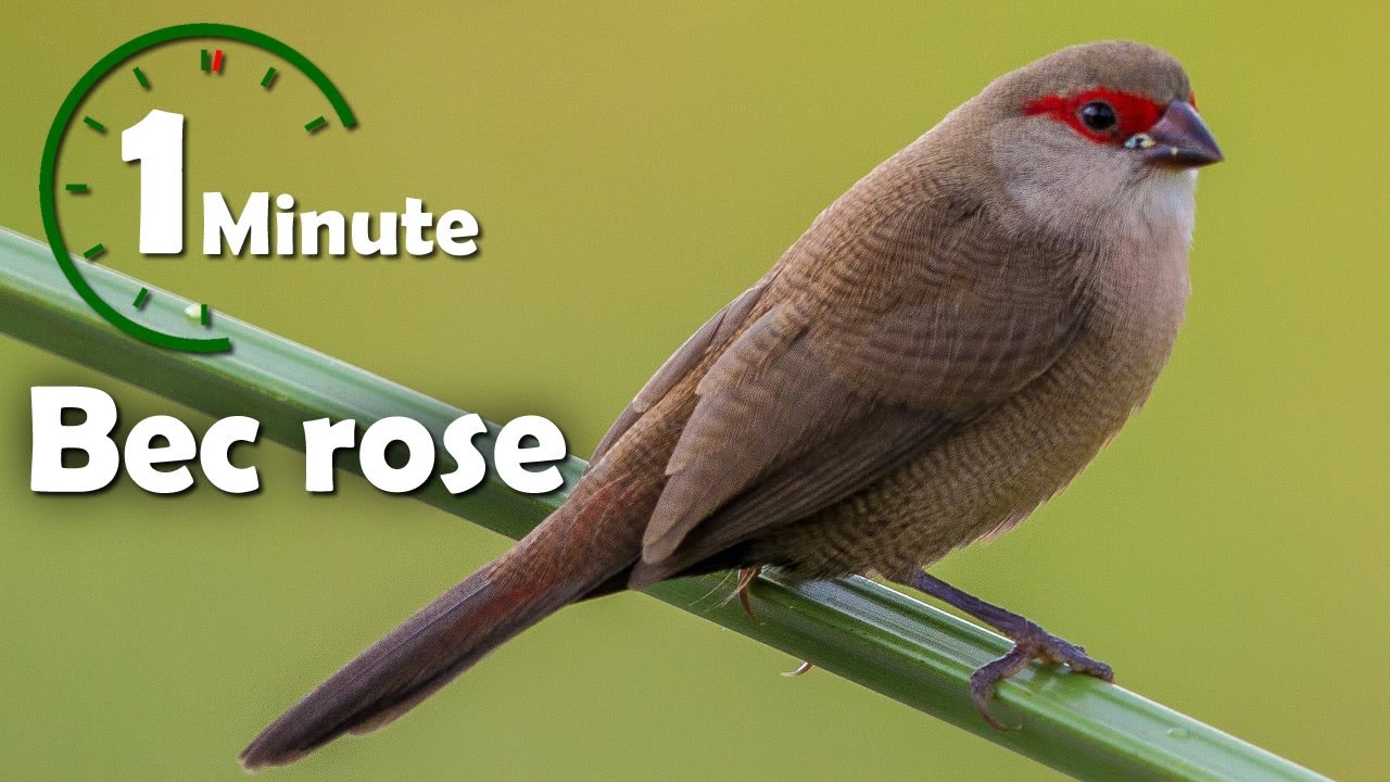 Une minute pour un oiseau : bec rose (astrild ondulé) - YabAlex - YouTube