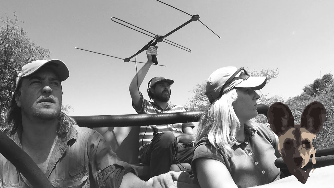 Tayla McCurdy on Safari #SafariWithBrent Season 1 Episode 3 - YouTube