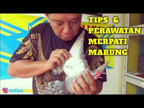 CARA PENANGANAN BURUNG MERPATI SAAT MABUNG SAMPAI SELESAI & PEMILIHAN TENAGANYA