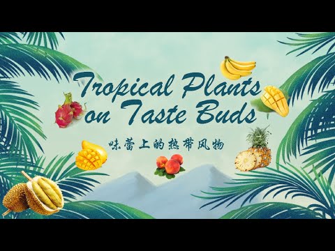 Tropical Plante on Taste Buds 味蕾上的热带风物 - YouTube