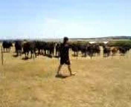 walking past the cows after jumping over the electric fence - YouTube