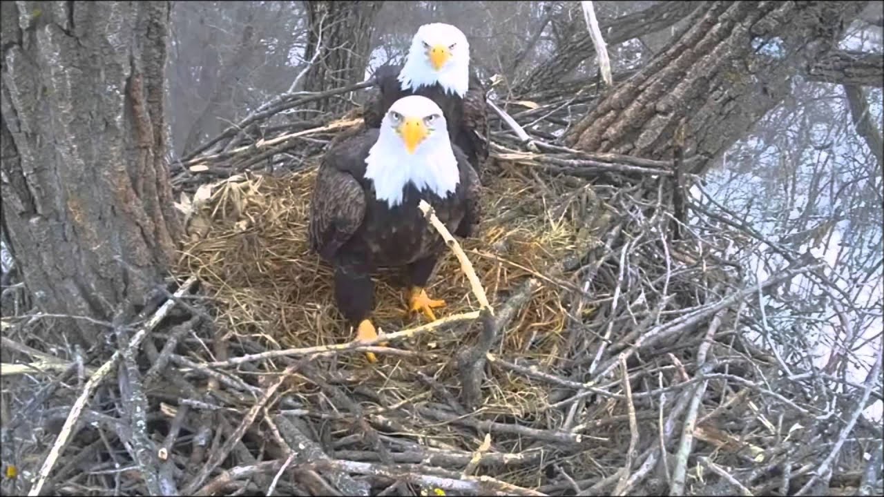 Decorah eagles parents again - YouTube