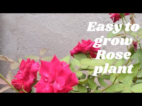 Easy way to grow Rose plant with simple potting mix - YouTube