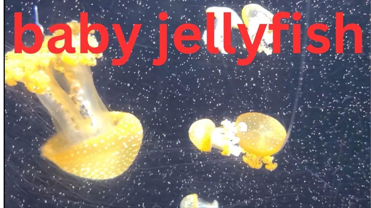 baby jellyfish. - YouTube