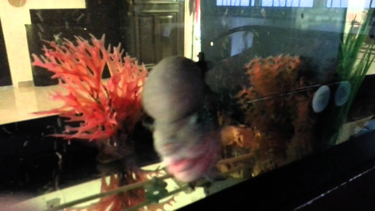 My luo han fish - YouTube