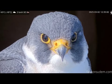 ~UdeM~ Sokół wędrowny Montreal Kanada - Eve & Pinto 2025 03 02 - YouTube