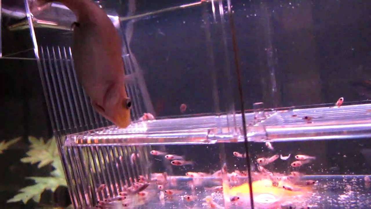 Female Molly giving birth - YouTube