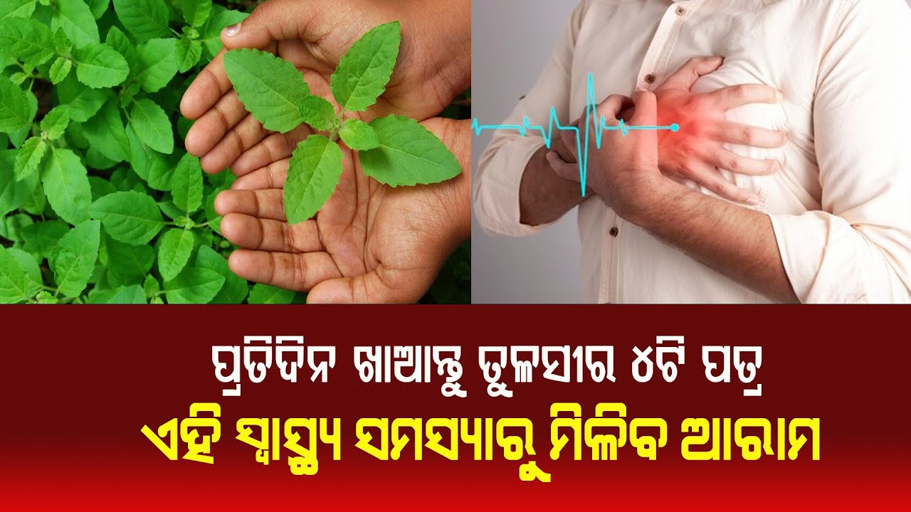 Benefits of eating tulsi leaves in the rainy season?||@24newsodia - YouTube