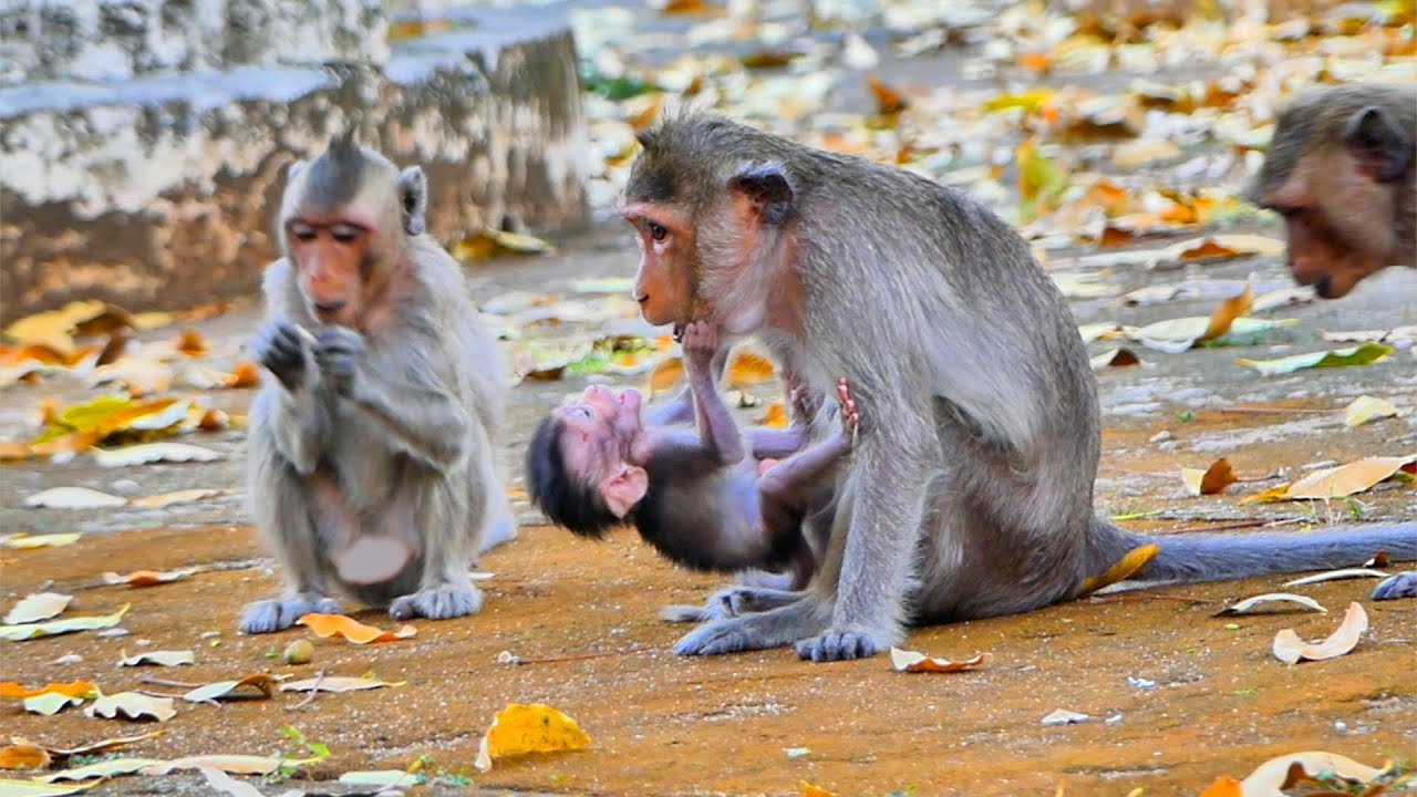 Top one...Little baby monkey LILY is very active with mommy monkey ...