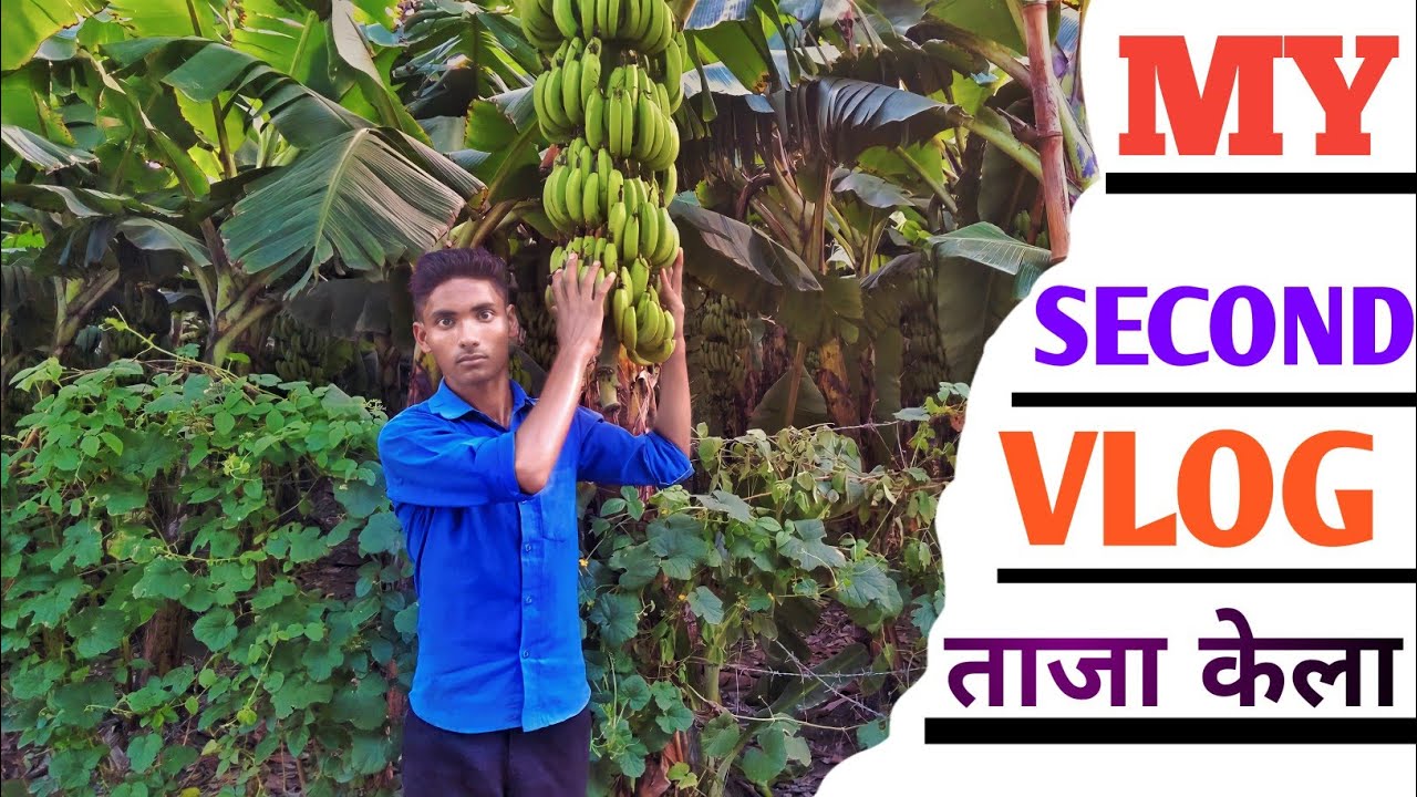 BANANA TREES (केला का बागवान) Sabse jyada kele kela ka Bhagwan # ...