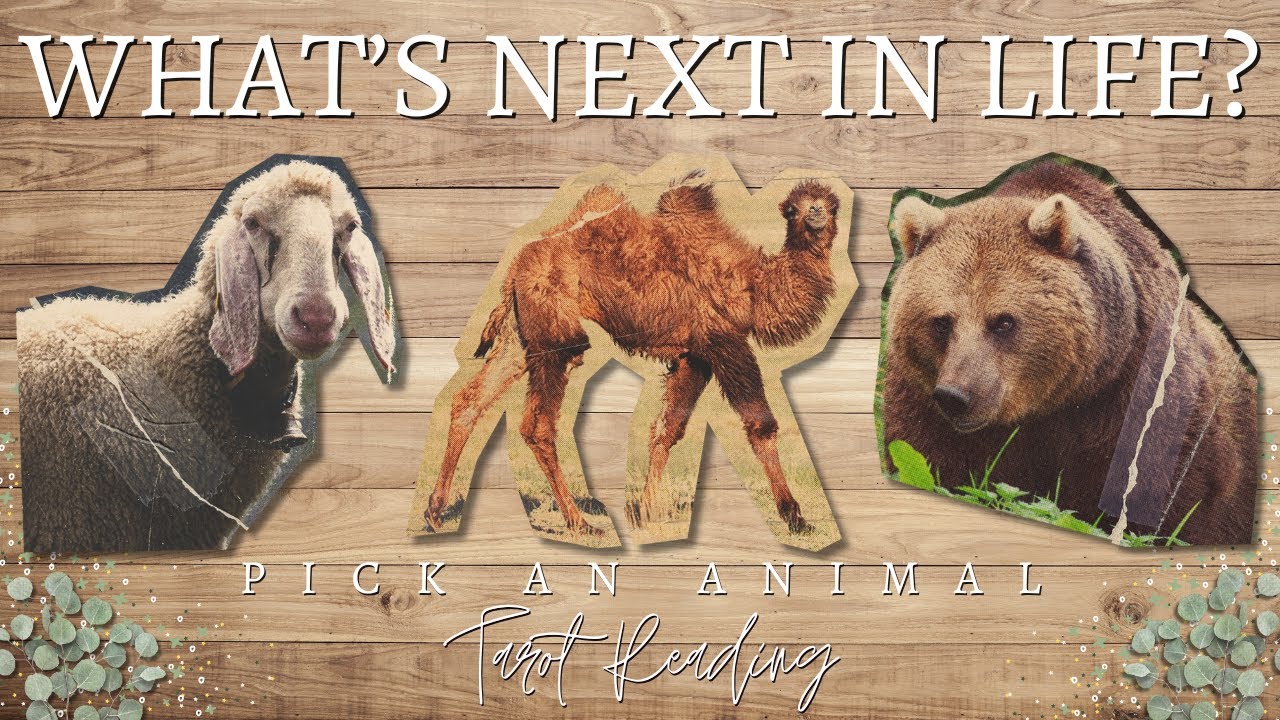 What's Next In Life For You? 🫶🧚‍♀️ Pick A Card Tarot Reading - YouTube