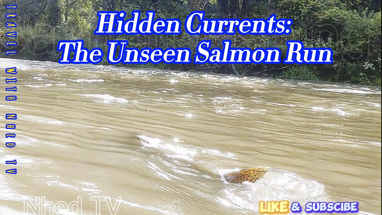 Hidden Currents: The Unseen Salmon Run! #nature #fishing #salmonrun #livestream - YouTube