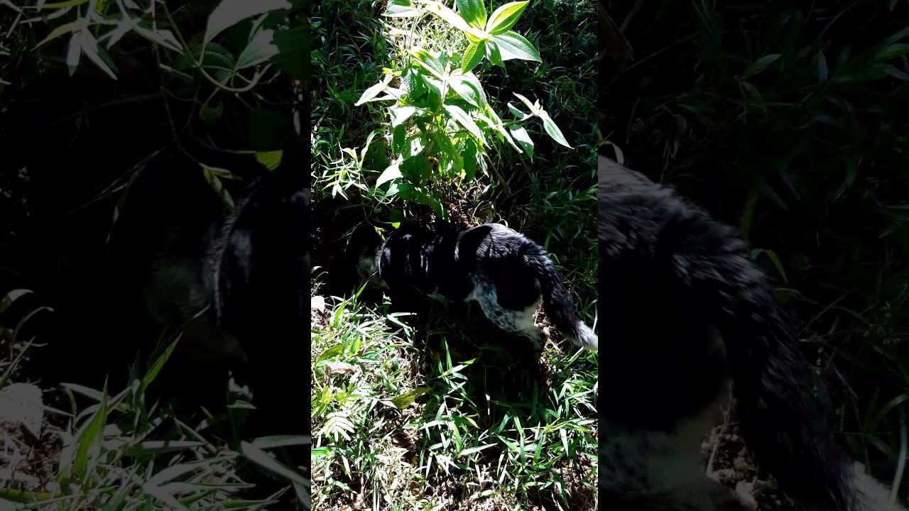 Como sacar un pitero - YouTube