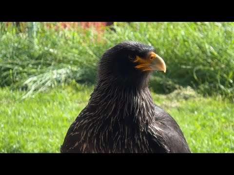 🦉 Stanleys neuer „Trick“ 🦅 VLOG #157