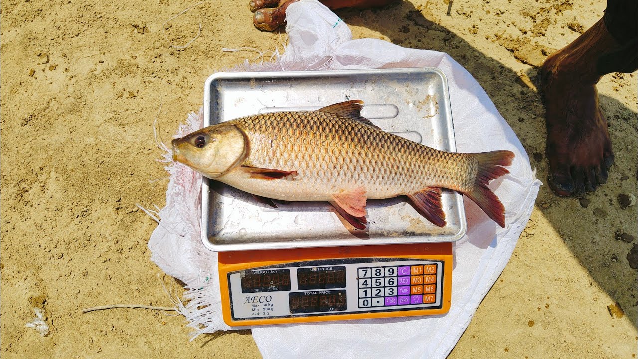 Singhara Fishing and rohu #fish @ goda farm - YouTube