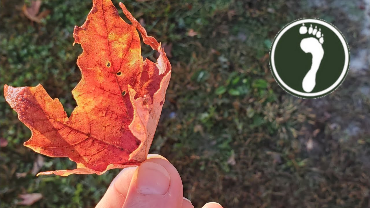 The Leaf Ninja Game - YouTube