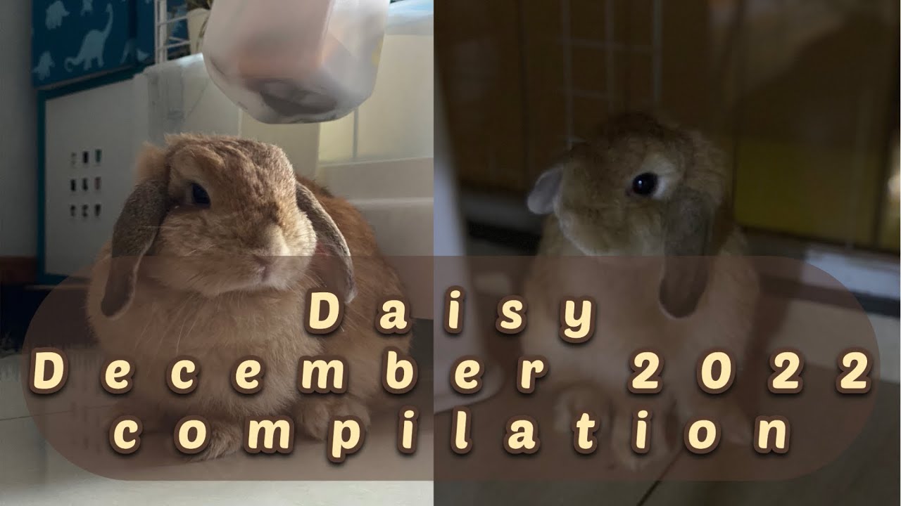 Daisy the bunny December 2022 compilation #adorable #bunny #cute #daisy ...