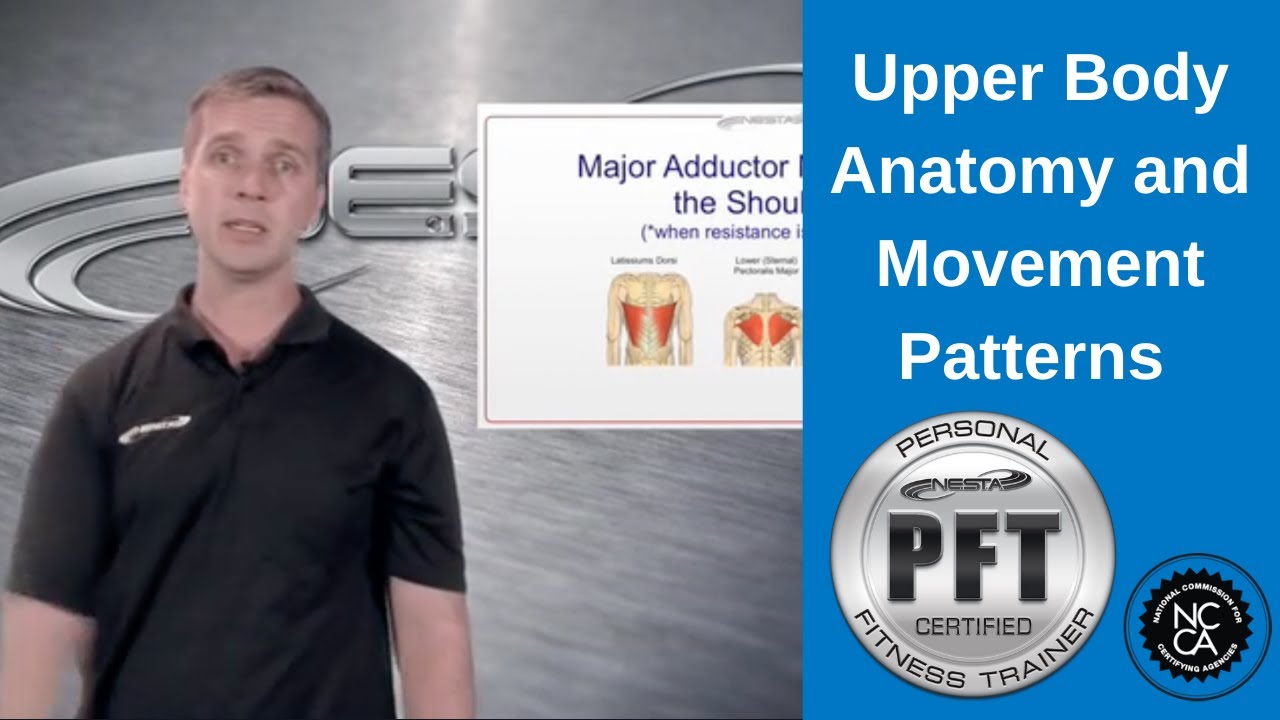 Upper Body Anatomy and Movement Patterns - Personal Trainer Education ...