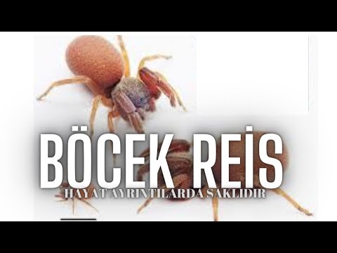 İri Ön Bacaklar İle Uyuşturuyor #BöcekReis (Palpimanus)