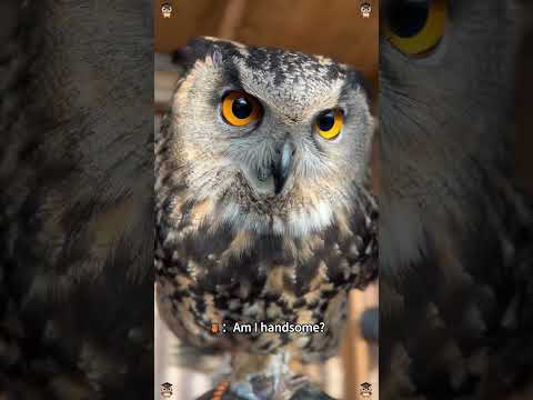 Funny owl #owl #owls #funny #fpy #fpyシ #animals