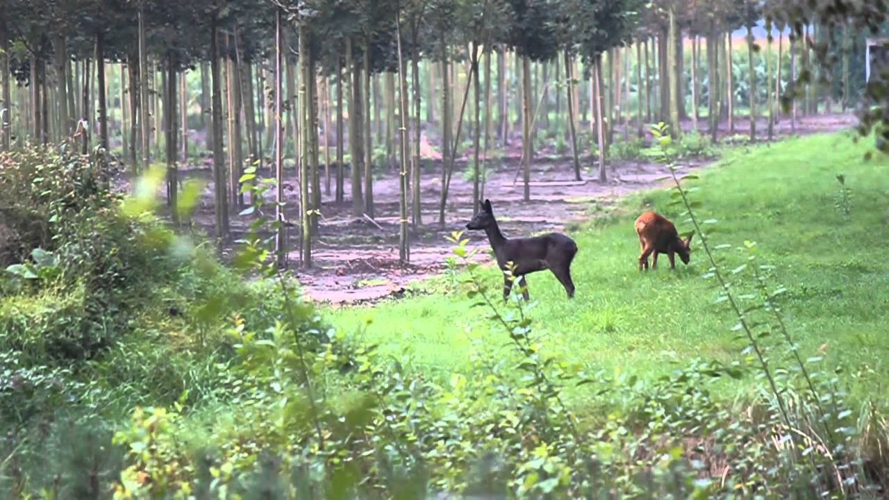 Vroege Vogels - Zwarte ree met maatje - YouTube