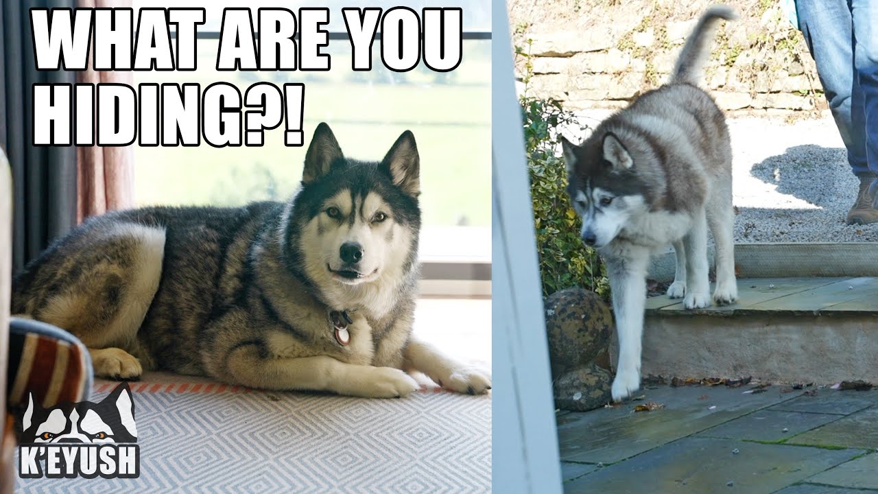 Husky Shocked to See Best Friend on HOLIDAY! - YouTube