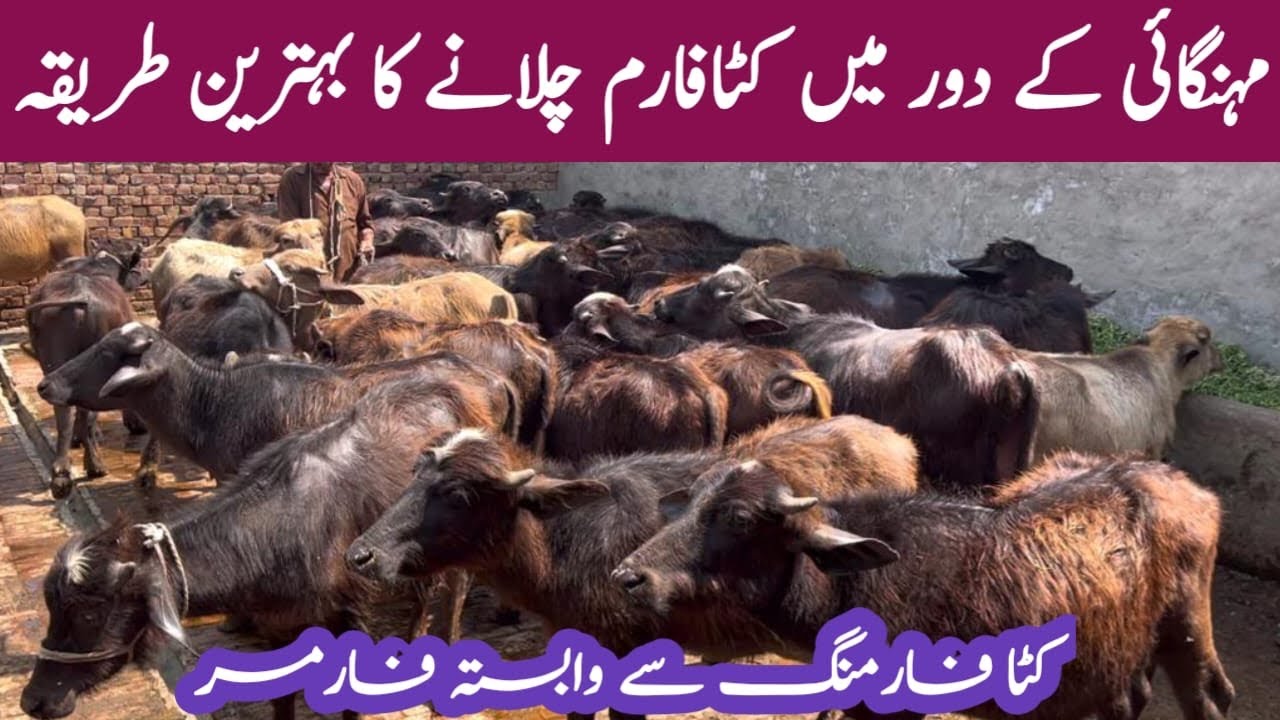 Katta Fattening Farm In Pakistan || How to Start Successfull Katta ...