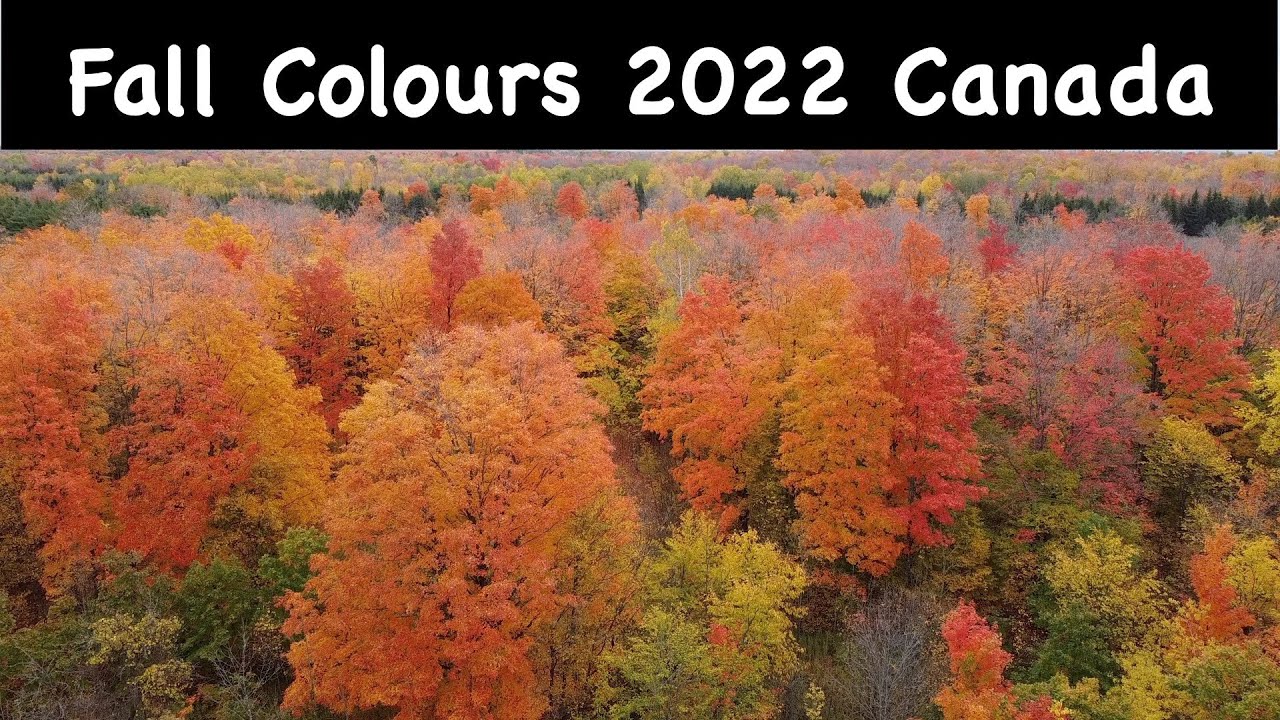 Vibrant Fall Colours In Canada 2022 - YouTube