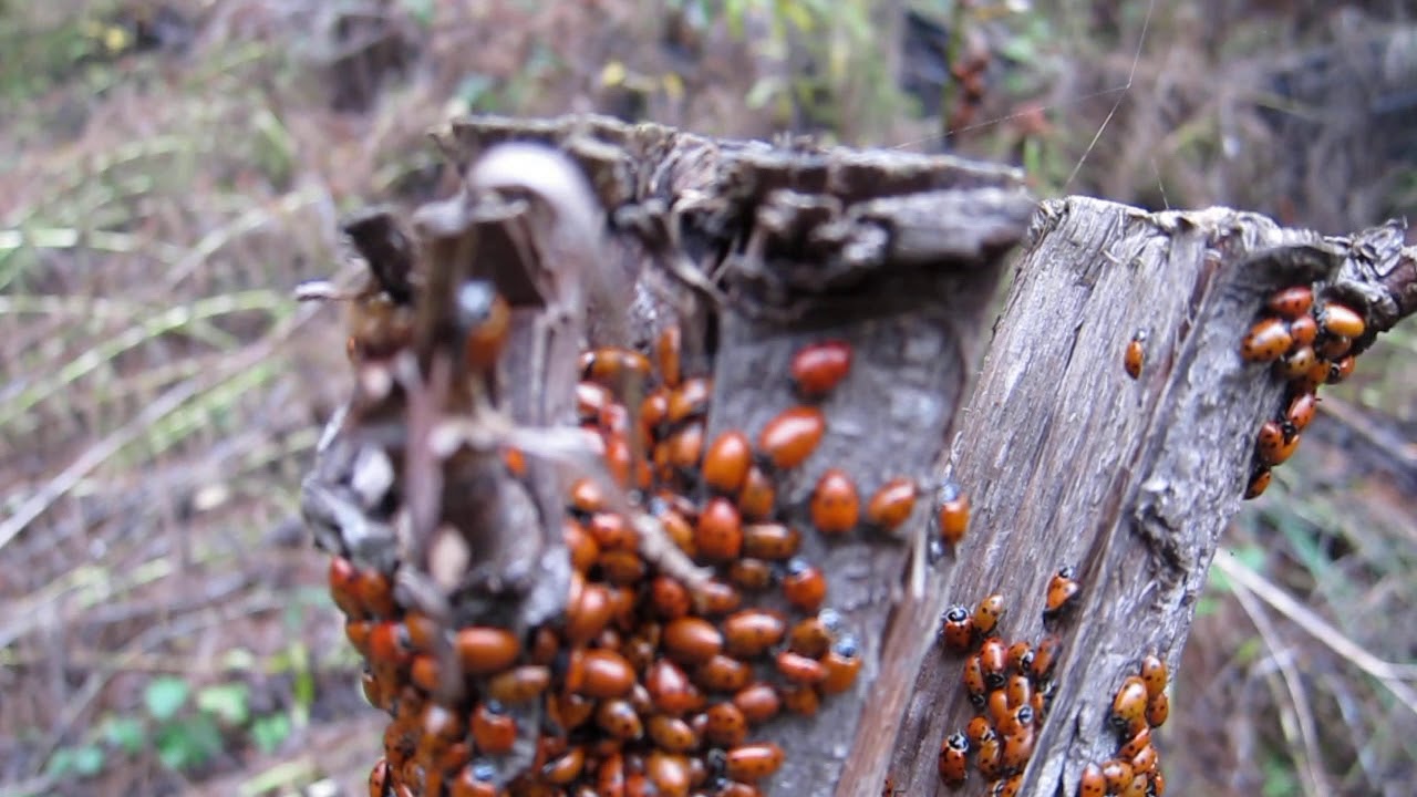 Ladybug Hike at Redwood Regional Park - Bay Area - YouTube