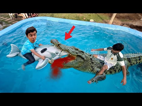 Dolphin vs Crocodile Big Clash 😨 
