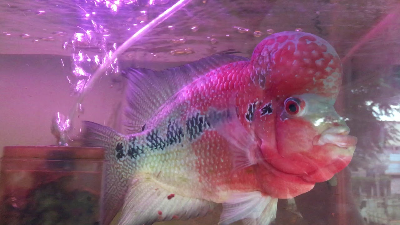 Florn fish in hubli - YouTube