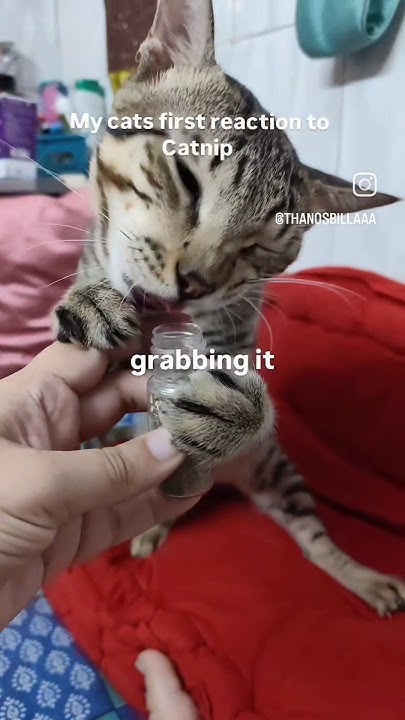 He went CRAZY after having CATNIP #cat #kittenmusic #catvideos #viralvideo #funny - YouTube