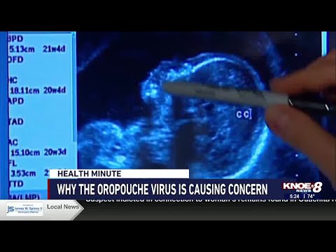 Why the Oropouche virus is causing concern