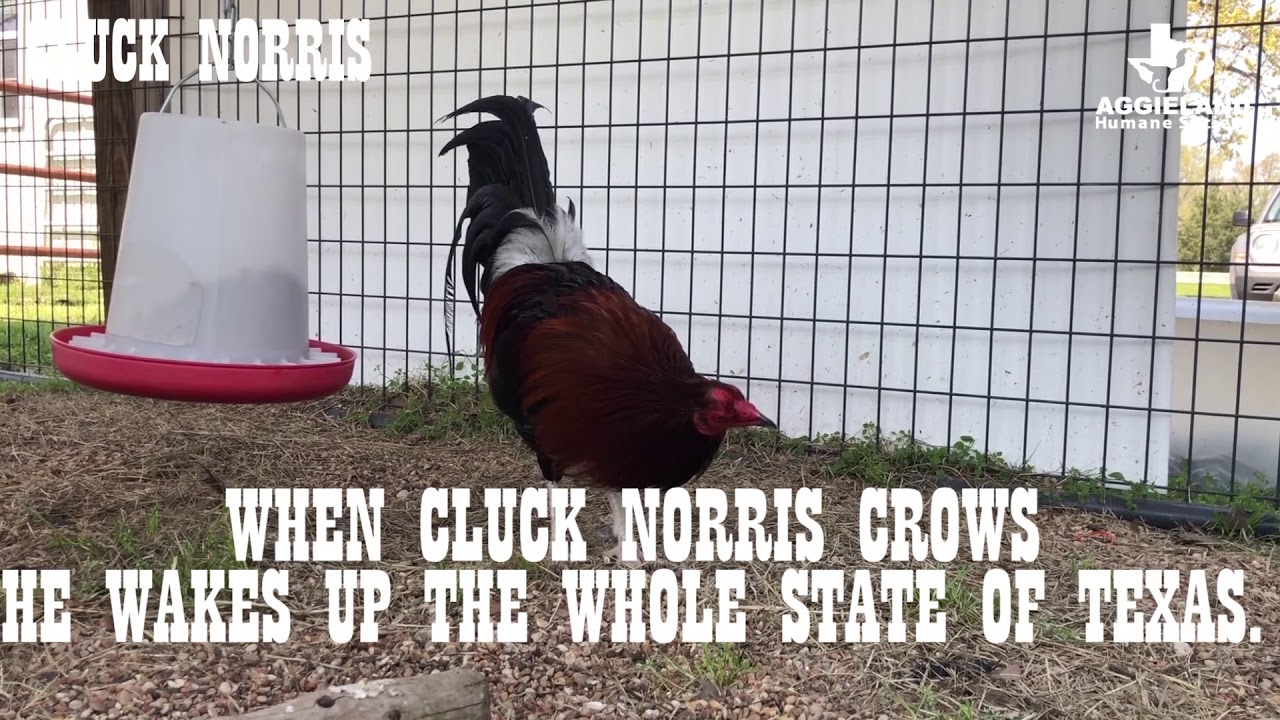 Cluck Norris - YouTube