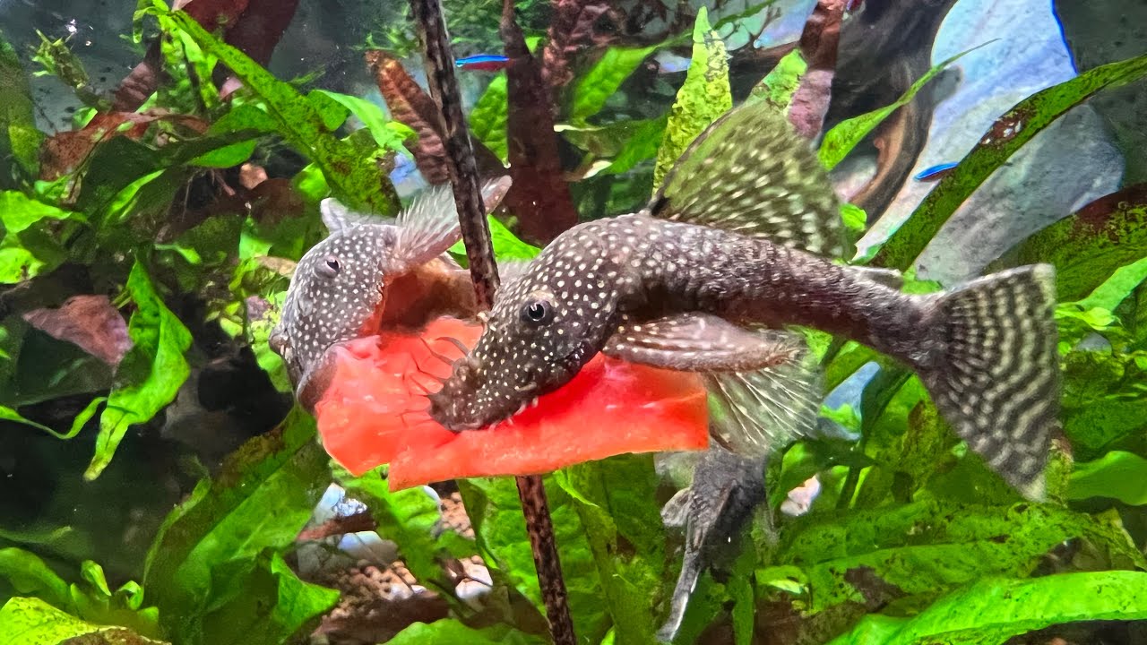 How do fish survive in an Aquarium ? - YouTube