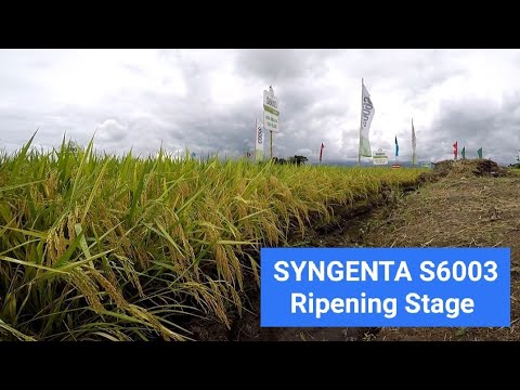 Mga Hybrid Rice Variety na Malakas Umani | Syngenta S6003 | Longping ...