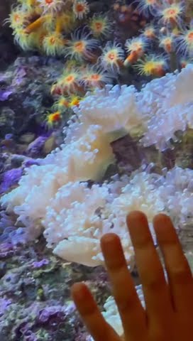 This first fish looks like Nemo - YouTube