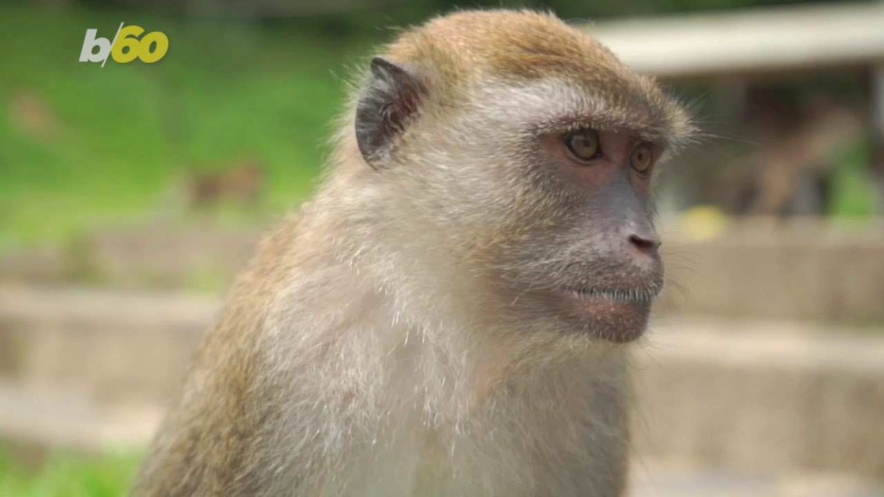 New Study Shows Hot Tubs Help Monkeys Relax - YouTube