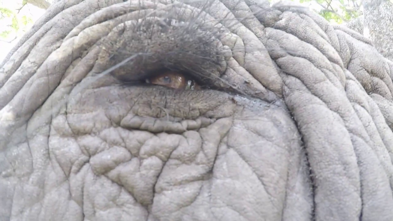 Jabu the elephant making smiley eyes at you! Living With Elephants ...
