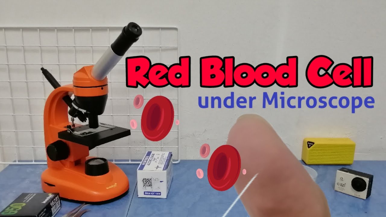 Red Blood Cell 1000x Zoom | English Version - YouTube
