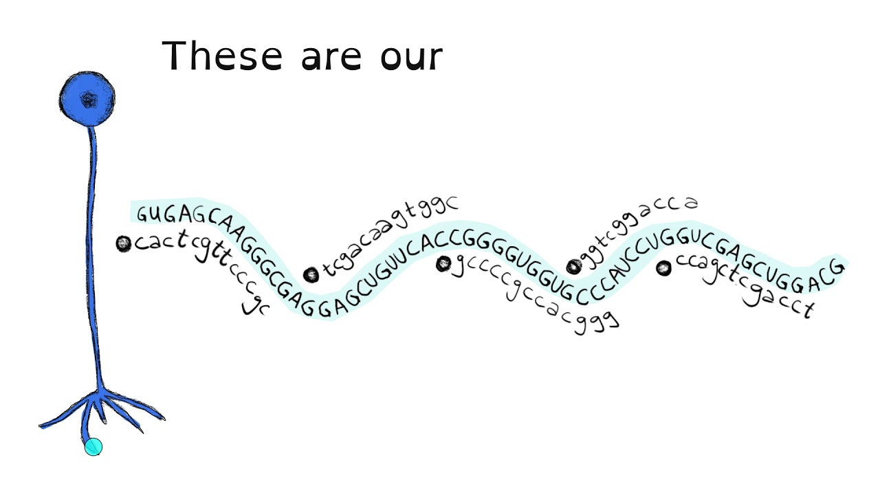 Go smFISH! Visualising RNA in fly brains - YouTube