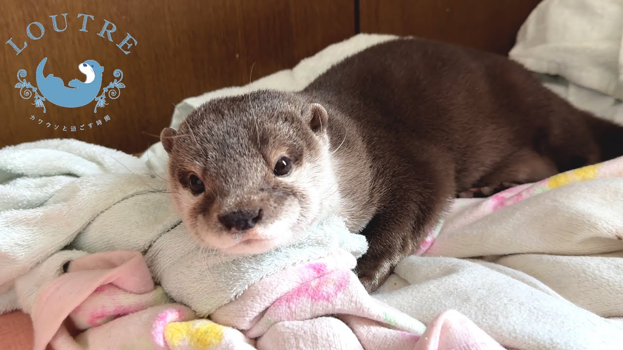 Otter Cocoa is Feeling Better and Talking A Lot. - YouTube