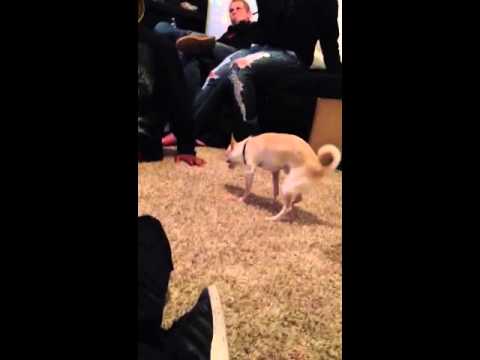 Funny humping air dog - YouTube
