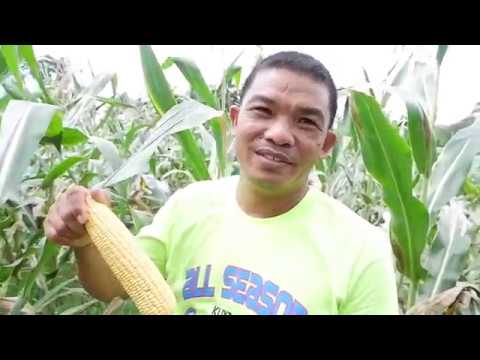 Sweet corn Business in Mindanao. Tarpaulin lay-out artist to Sweet corn ...