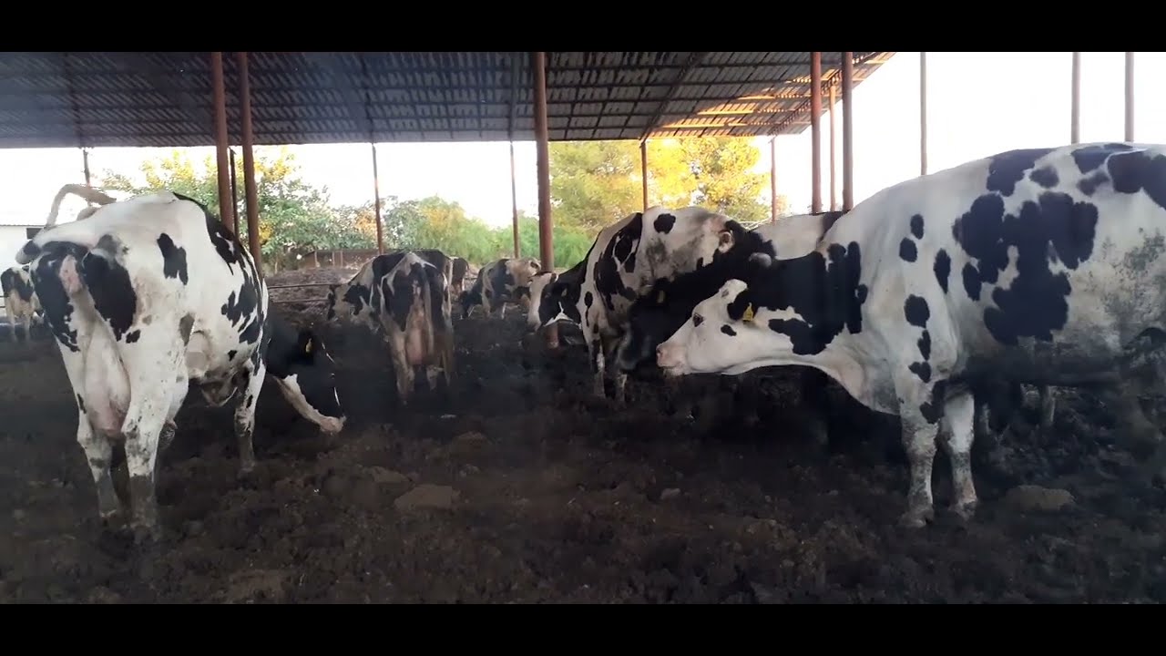 Biggust turkish milking cows //Turkish cow - YouTube