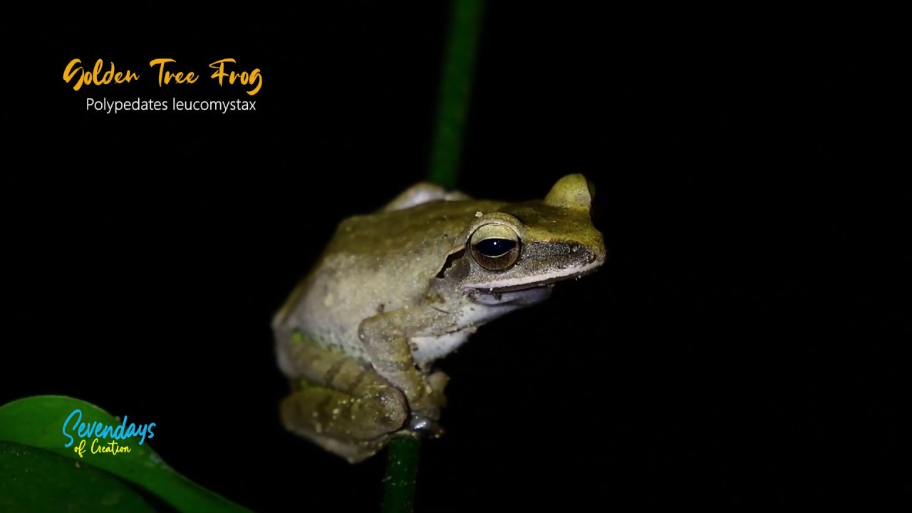 Golden Tree Frog - YouTube