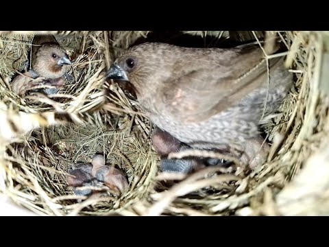 Society finch mother feeds her children. [ @My Nest nests ] - YouTube