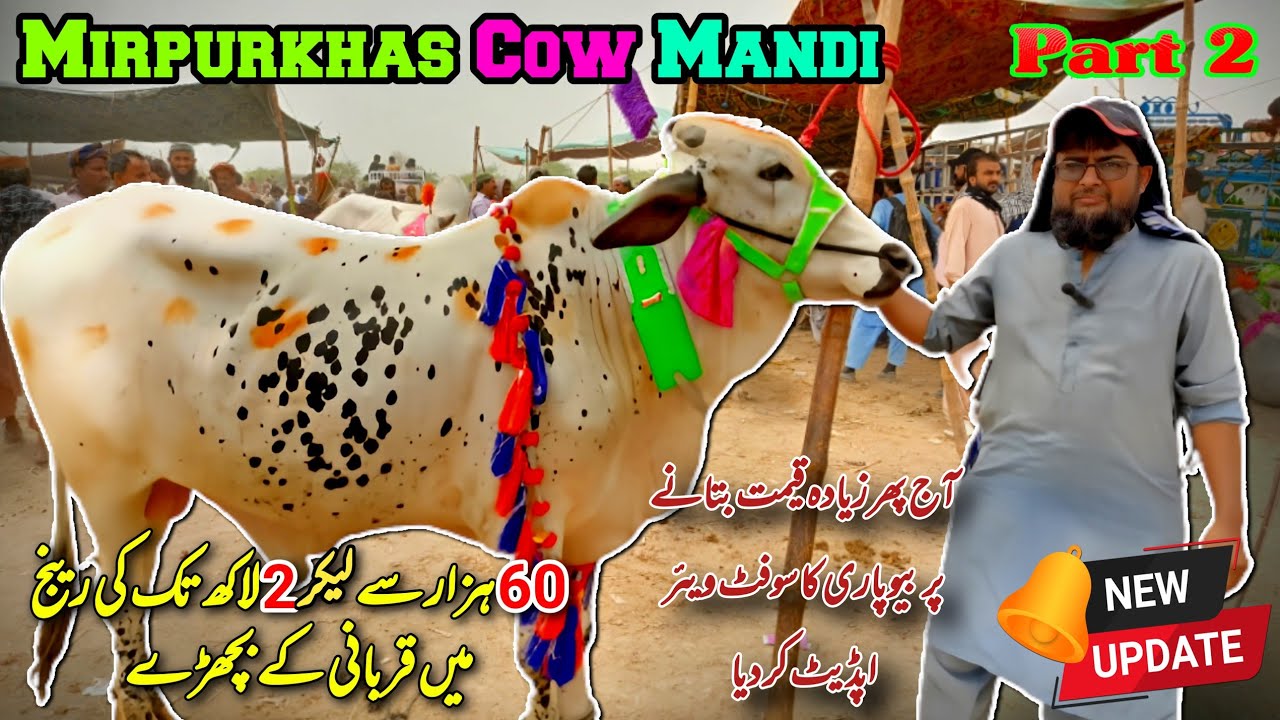 Mirpurkhas Cow Mandi Ma 60 Hazar Sa Lekar 2 lakh Tak Qurbani Ka Janwar ...