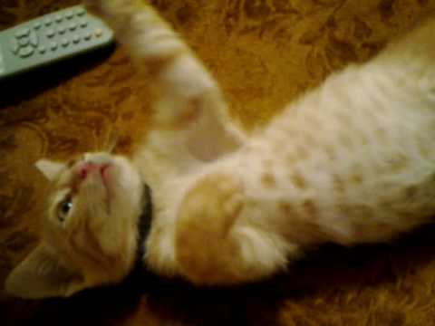 piwik.3gp
