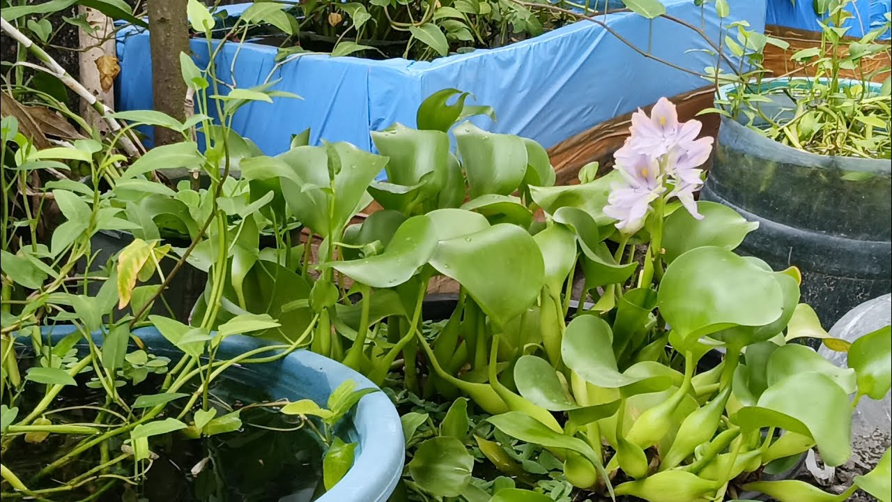 Beautiful Day | Ornamental mini backyard Fish farm - YouTube